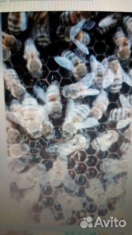 Продажа пчелопакетов