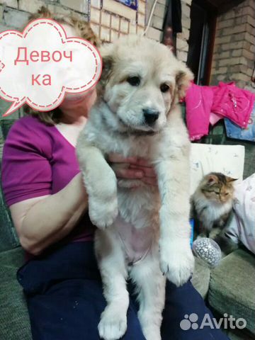 Щенки Алабай помесь