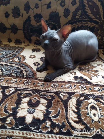 Донской Сфинкс требуется невеста