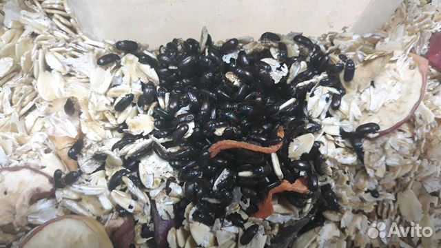 Жук знахарь чернотелка (стартовая колония)