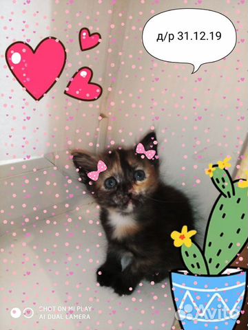 Котята