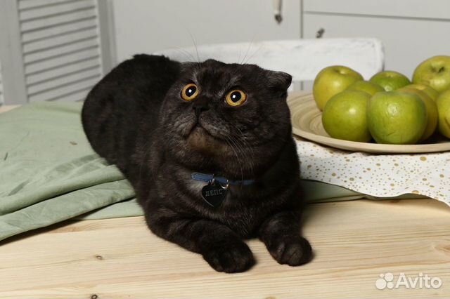 Кот на вязку, шотландец