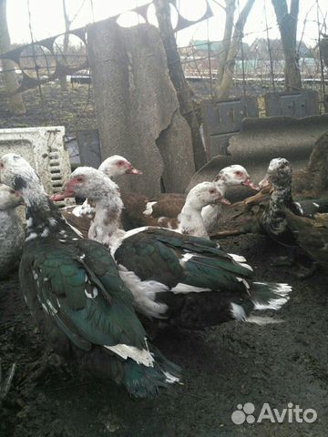 Индоутки, Гуси