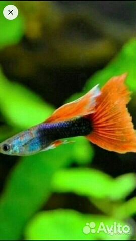Красная московская гуппи