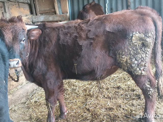 Тёлочки и бычок