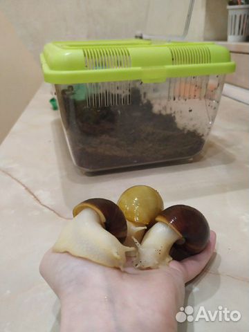 Улитки с домиком