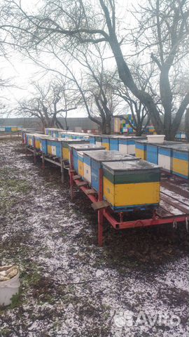 Пчелосемьи