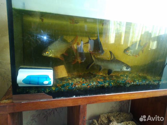 Крупные рыбки