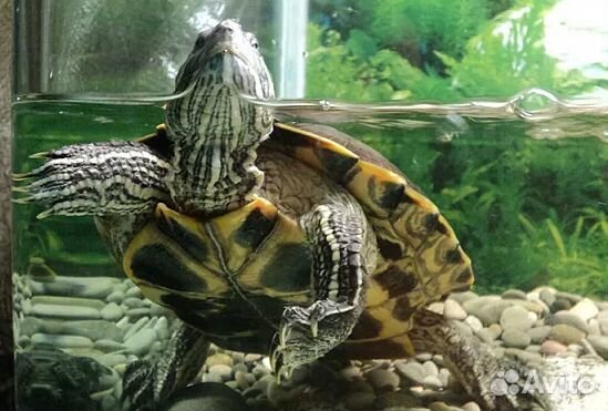 Отдам аквариум и красноухую черепаху в дар
