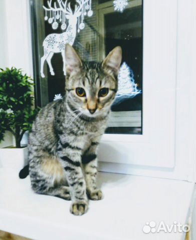 Кошка и кот