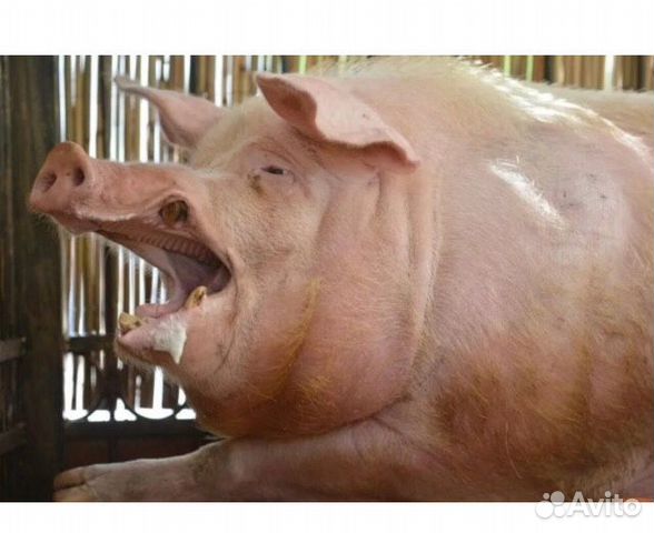 Продам или здам хряка