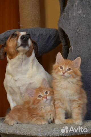 Красные курбобики