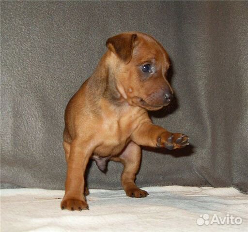 Цвергпинчерята