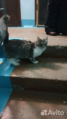 Потеряшка котёнок девочка