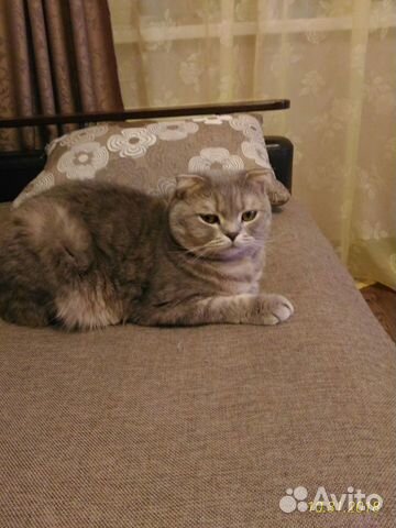 Отдам кота в хорошие руки