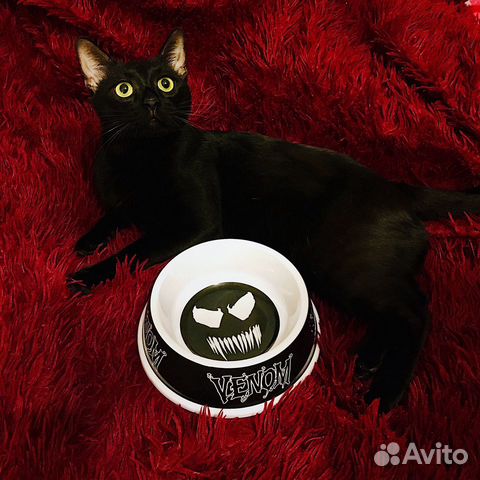 Кот на вязку