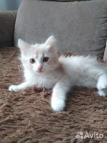 Милахи котята