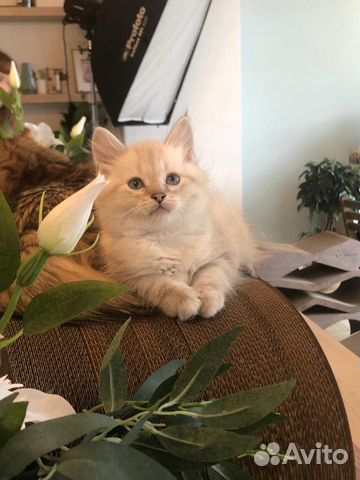 Сибирские котята, 3 котика и 1 девочка