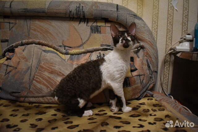 Корниш-Рекс 6 месяцев