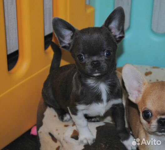 Голубой мини мальчик