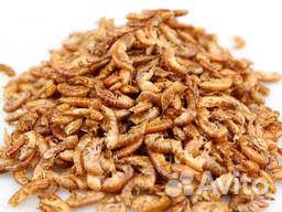 Гаммарус, мормыш, бокоплав