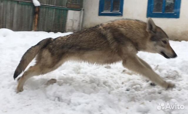 Чехословацкий влчак