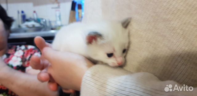 Котята черепашковая и сиамские