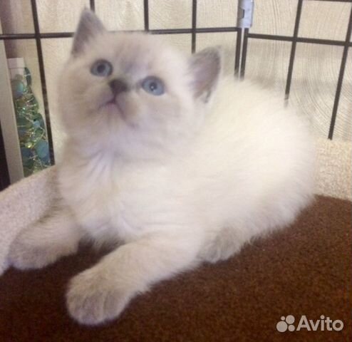 Шотландские котята