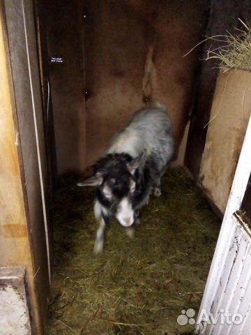 Сельхоз животные