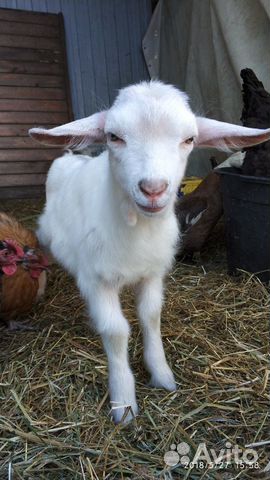 Козлята
