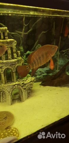 Три цихлазомы фесты