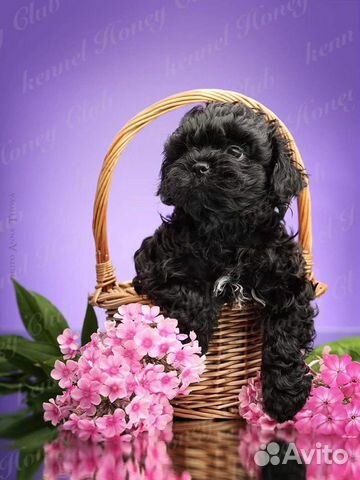 Русская цветная болонка