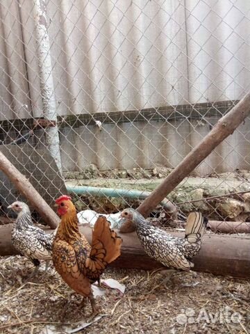 Продам семью "сибрайтов"