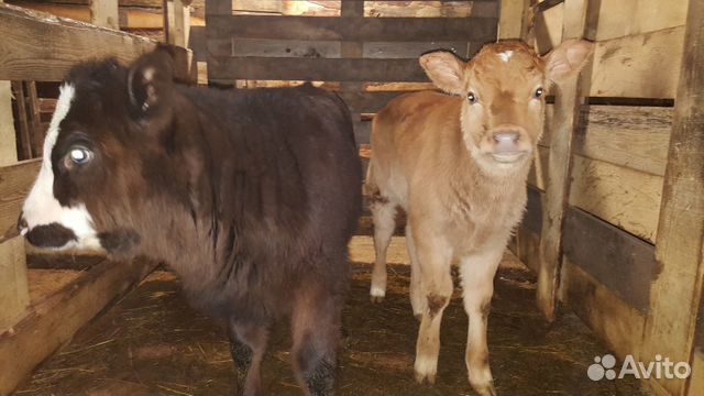 Телёнок телята тёлки