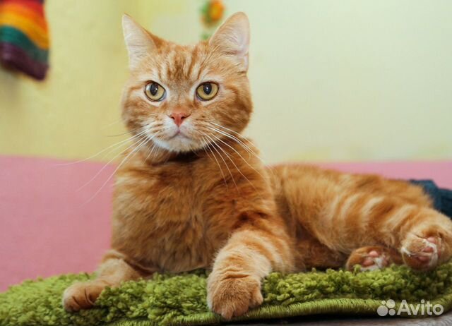 Рыжий красавец Арчибальд в дар