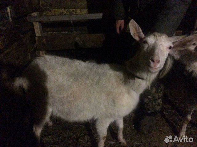 Коза Камола 4 года