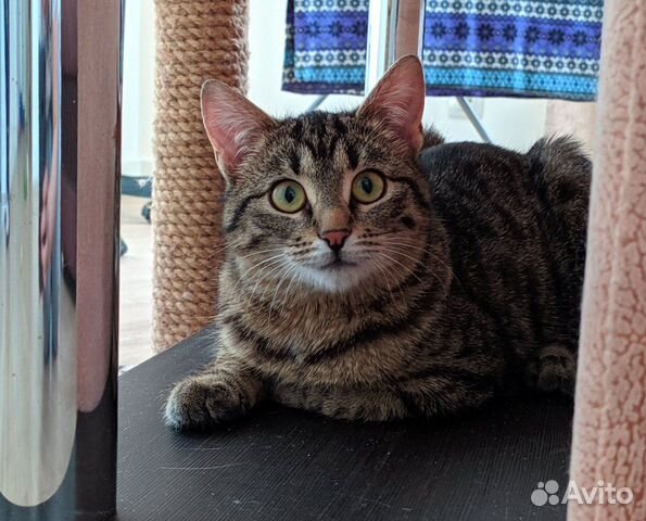 Кошка Умка в поисках дома