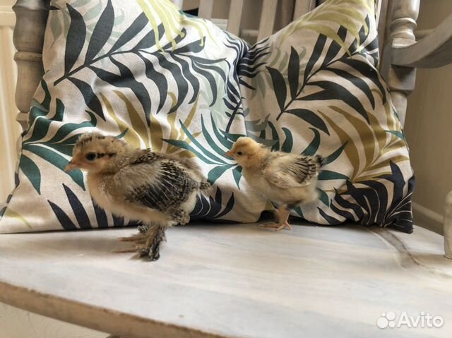Продам цыплят алтайской бентамки