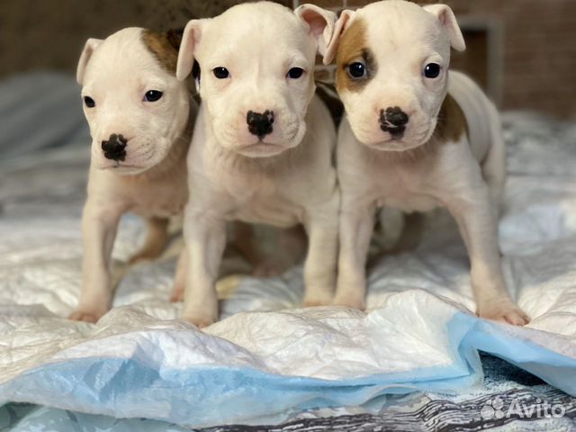 Стаффордширский терьер