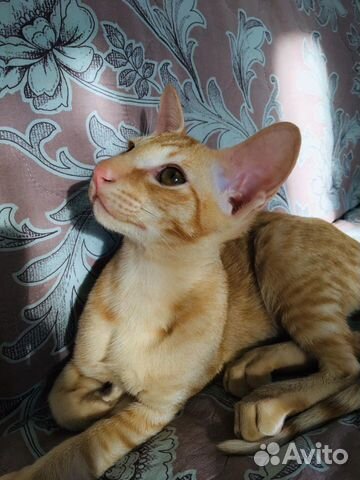 Мальчик-ориентальчик