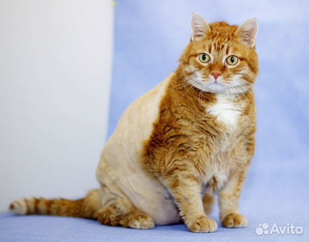 Рыжий крупный котяра ищет семью
