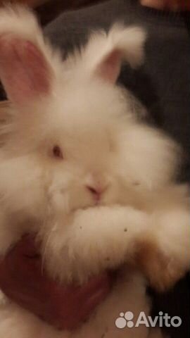 Пуховые крольчата
