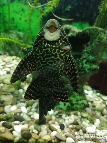 Плекостомус 35 см (обмен)