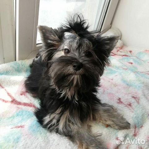 Йоркширский терьер