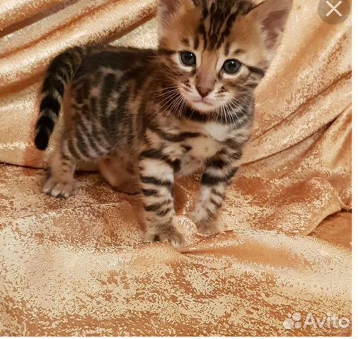 Подарите нам на 8 марта котенка