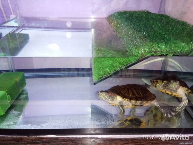 Продам красноухую черепашку