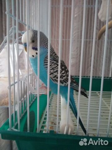 Волнистый Попугай