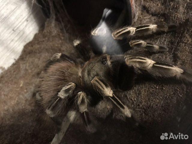 Паук птицеед