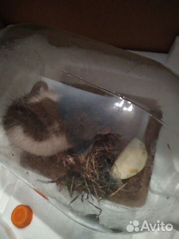 Отдам крысу с детками