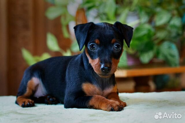 Пинчерка черно-подпалая